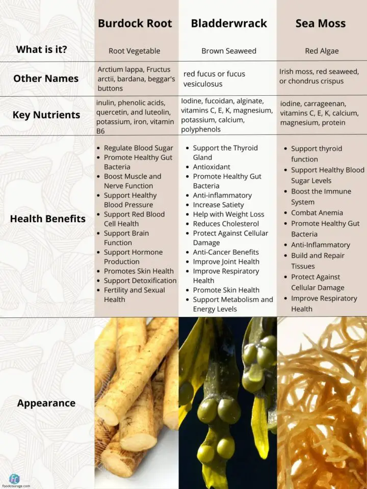 16 Health Benefits of Sea Moss, Bladderwrack, Burdock Root